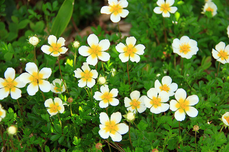 おんたけロープウェイについて | 【公式】ONTAKE Ropeway｜おんたけロープウェイ・長野県木曽御嶽山