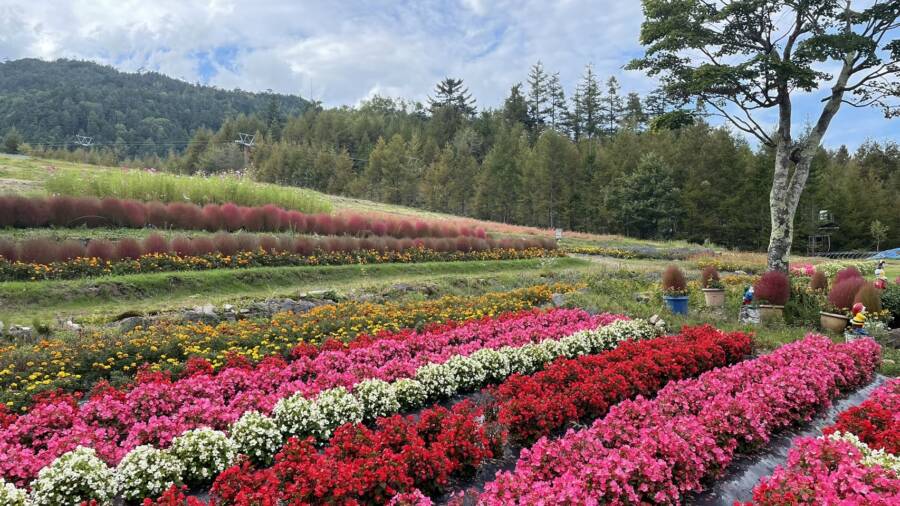 紅葉状況🍁 | 【公式】ONTAKE Ropeway｜おんたけロープウェイ・長野県木曽御嶽山